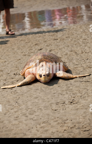A loggerhead sea turtle makes its way back to the ocean after nesting on a Florida beach Stock ...