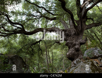 A large wildly grown tree limbs and trunk Stock Photo - Alamy