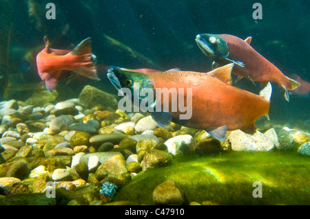 Red salmon, Oncorhynchus nerka, Kokanee, East River, Colorado Stock ...