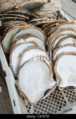 Kazu Pearls at Friday Island, Torres Strait Islands, Queensland ...