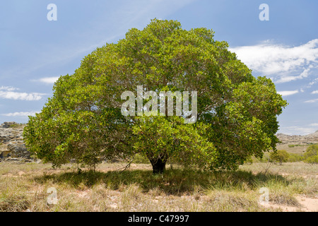 Tapia tree, Uapaca bojeri, Isalo, Madagascar Stock Photo - Alamy