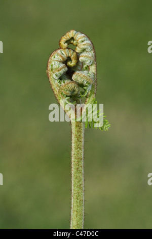 Bracken (Pteridium aquilium) leaves unfurling Stock Photo - Alamy