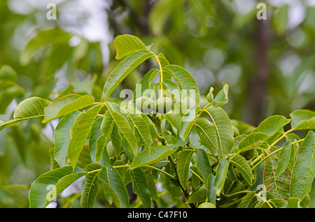 Walnut anthracnose or walnut black spot - Gnomonia, Ophiognomonia ...