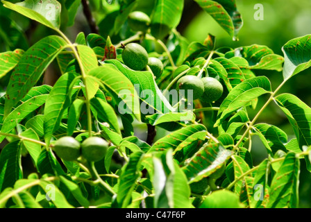 Walnut anthracnose or walnut black spot - Gnomonia, Ophiognomonia ...