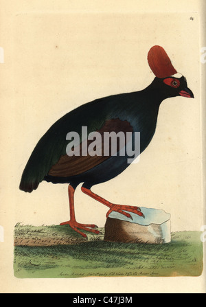 Crested wood-partridge, Rollulus rouloul. Near threatened. Illustration ...