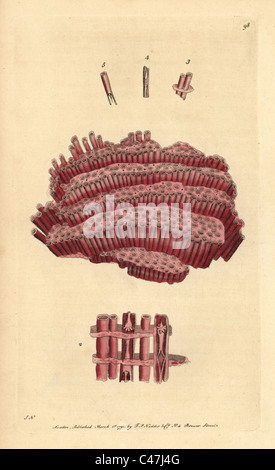 Tubipora Musica (organ pipe coral), native to the waters in the Indian ...