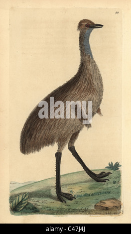 cassowary casuarius emu Stock Photo - Alamy