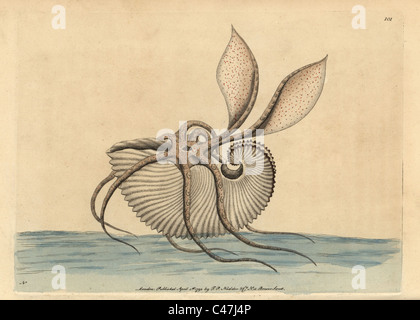 Greater argonaut octopus or paper nautilus, Argonaut argo, female in ...