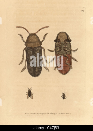 Death-watch Beetle (Xestobium rufovillosum) adult, in galleries of ...