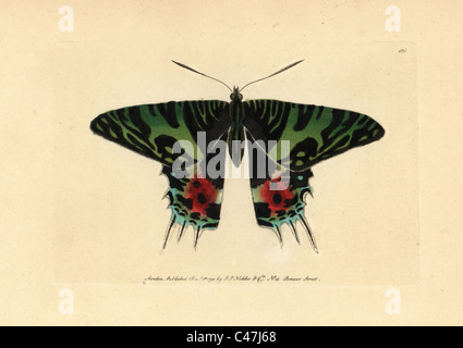 Madagascan sunset moth, Chrysiridia rhipheus 1,2, and pan hairstreak ...