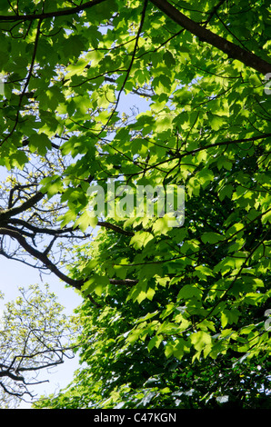 Sycamore Acer pseudoplatanus, five lobed leaves with toothed margins ...