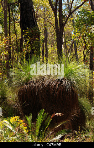 Grass Trees ( Xanthorrhoea preissii ), South Western Australia Stock ...