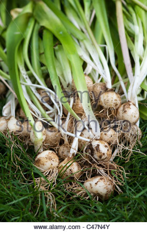 Dug up spanish bluebell bulbs. Invasive plant species Stock Photo ...