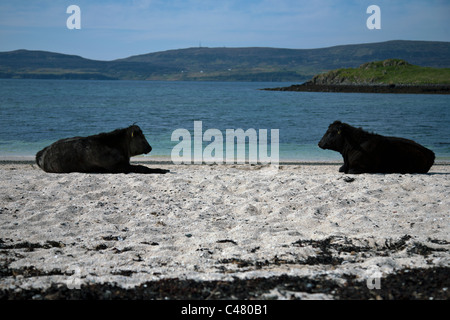 cows on coral beach in skye in scotland Stock Photo - Alamy