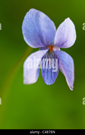 Grossporniges Veilchen, Viola selkirkii, Great spurred violet, Selkirk ...