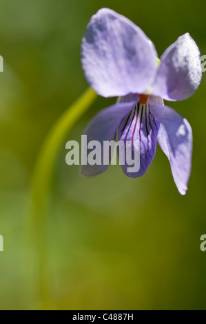 Grossporniges Veilchen, Viola selkirkii, Great spurred violet, Selkirk ...