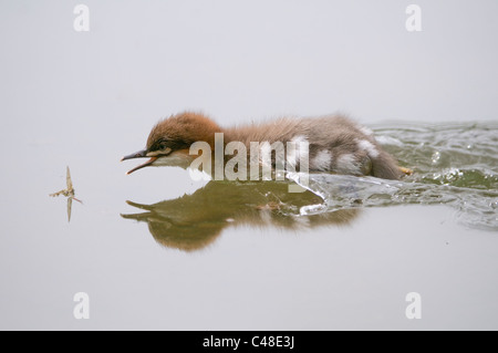 Common merganser (Mergus merganser), Goose bird, Animals, Birds ...