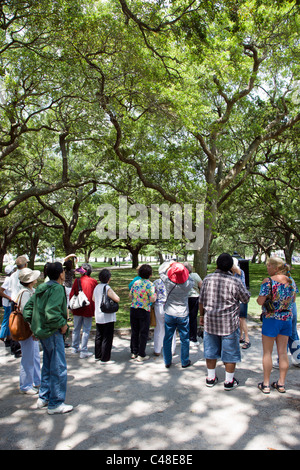 Looking up at a lush green oak tree canopy with dark gnarled branches ...