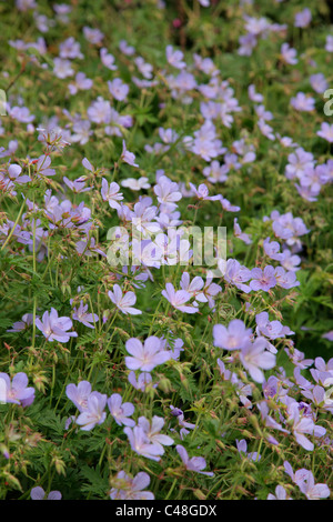 Geranium 'Blue Cloud' AGM Stock Photo - Alamy