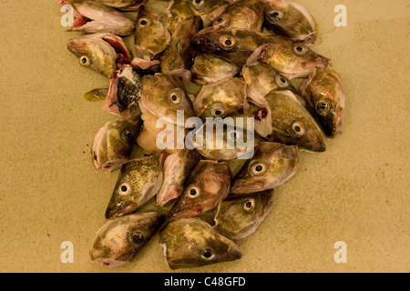 Royal Greenland Cod Processing Facility in Nuuk, Greenland Stock Photo ...