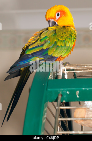 parrot inside its house Stock Photo - Alamy