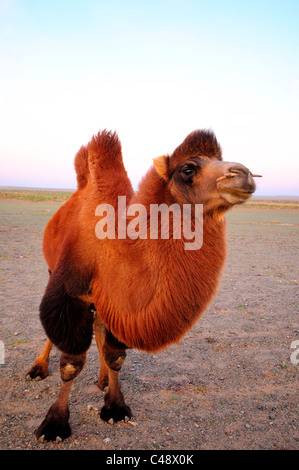 Bactrian or two-humped camel Gobi desert, Mongolia Stock Photo - Alamy