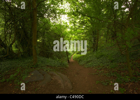 Path through woodland in Cheshire UK Stock Photo - Alamy