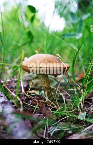 Brown shaggy cap mushroom (Boletus emodensis) growing at the base of a ...