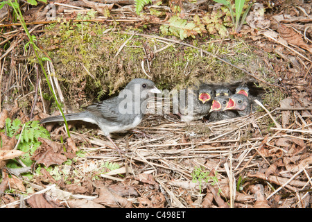 Dark-eyed Junco at Nest Stock Photo - Alamy
