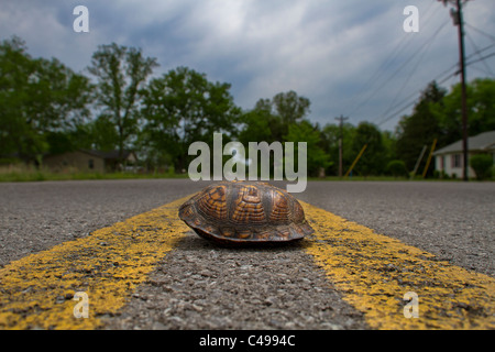Box Turtle Crossing the Road Stock Photo - Alamy