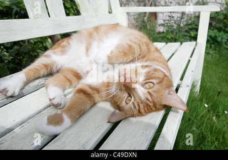 Domestic Cat, single adult resting on plant trough in garden ...