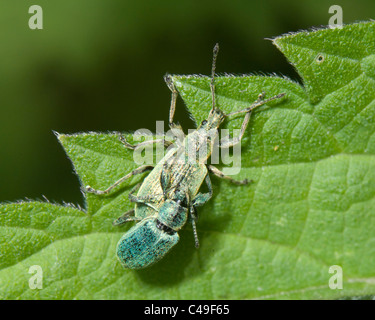 Two Green Weevils on Leaf Stem in Dark Background Stock Photo - Alamy