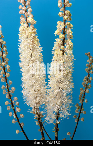 Black Cohosh, Squaw Root, Black Snakeroot (Cimicifuga racemosa ...