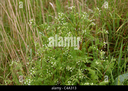 BUR CHERVIL Anthriscus caucalis (Apiaceae Stock Photo - Alamy
