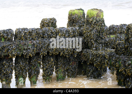 Bladderwrack or Bladder Wrack is the most common algae or seaweed on ...