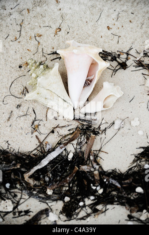 Tropical shells on a beach San Diego, California, USA Stock Photo - Alamy