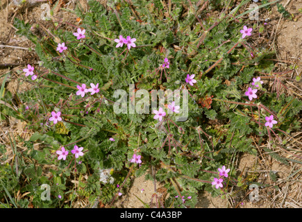 Common Storksbill or Redstem Filaree, Erodium cicutarium, Geraniaceae ...