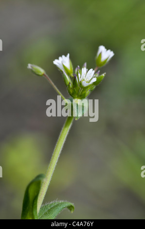 Common Mouse-Ear,Cerastium fontanum flowering on Chalk grassland,in ...