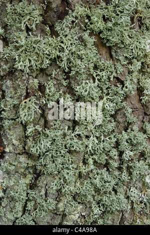 Lichens growing on trunk of Oak tree Stock Photo - Alamy