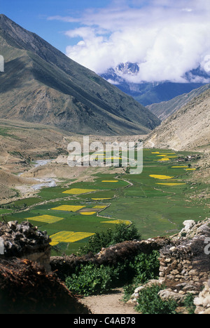 Photograph of the agriculture fields of Tibet Stock Photo - Alamy