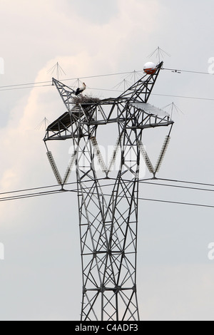 Stork flying on top of an electricity pole in a rural area of Romania ...