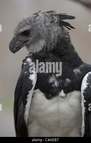 The Harpy Eagle, Harpia harpyja, is the largest, most powerful raptor in the Americas Stock ...