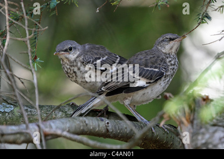 Northern Mockingbird with Fledgling Stock Photo - Alamy