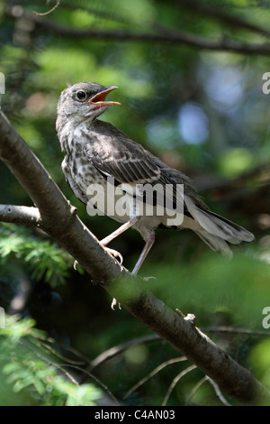 Northern Mockingbird with Fledgling Stock Photo - Alamy