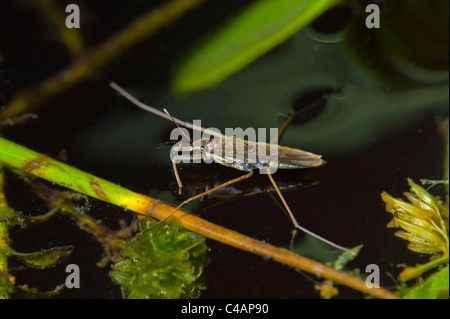 waterbug water running bug waterrunner water runner insect stand walk ...