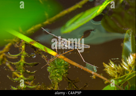 waterbug water running bug waterrunner water runner insect stand walk ...