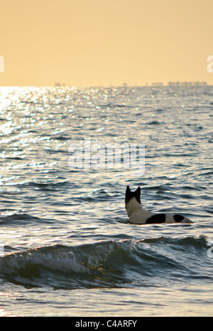 Surf dog watching waves Stock Photo - Alamy