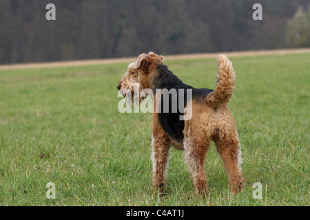 Airedale Terrier (Canis familiaris) standing in cart Stock Photo - Alamy
