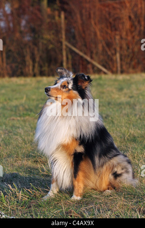 2 Shetland Sheepdogs, Sheltie, sitting side by side on a tree stump ...
