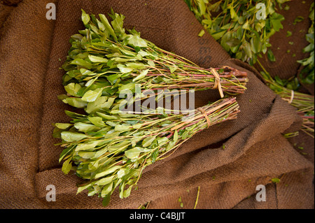 Khat for sale in a market in Harar, Ethiopia Stock Photo: 69145870 - Alamy